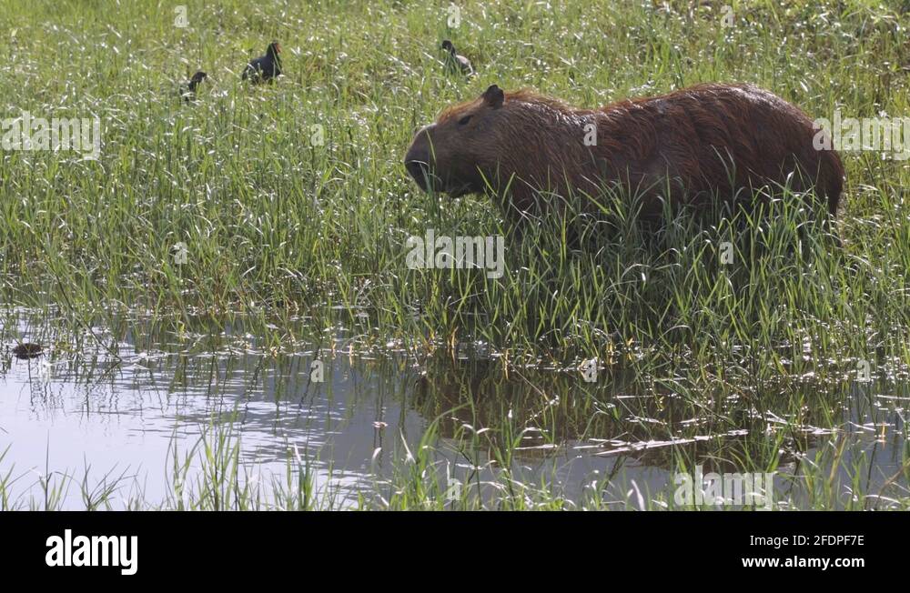 Giant capybara Stock Videos & Footage - HD and 4K Video Clips - Alamy