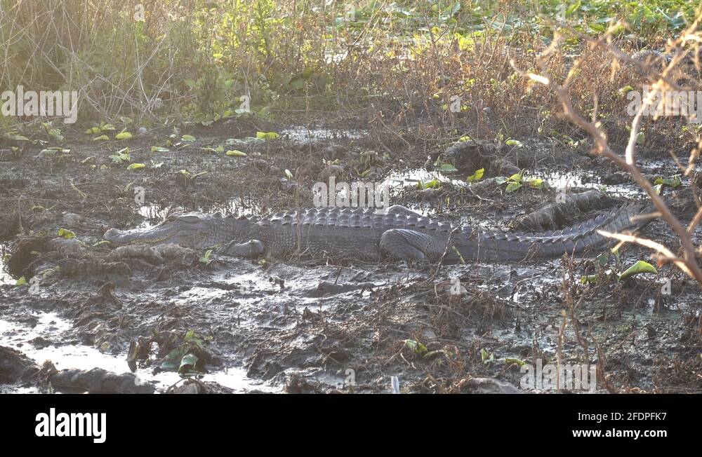 Alligators in mud Stock Videos & Footage - HD and 4K Video Clips - Alamy