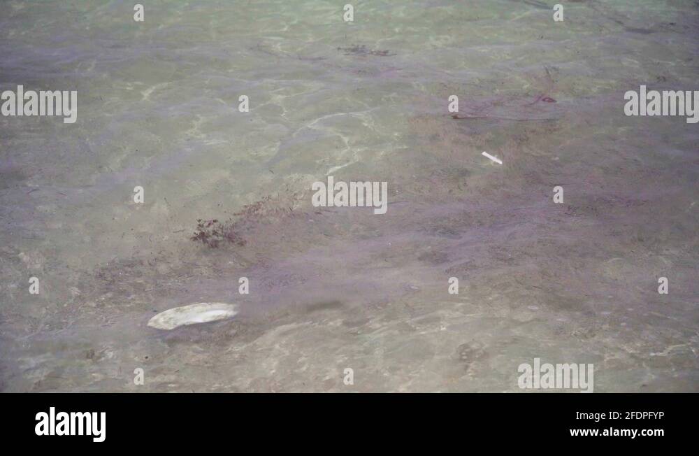 Floating plate Stock Videos & Footage - HD and 4K Video Clips - Alamy