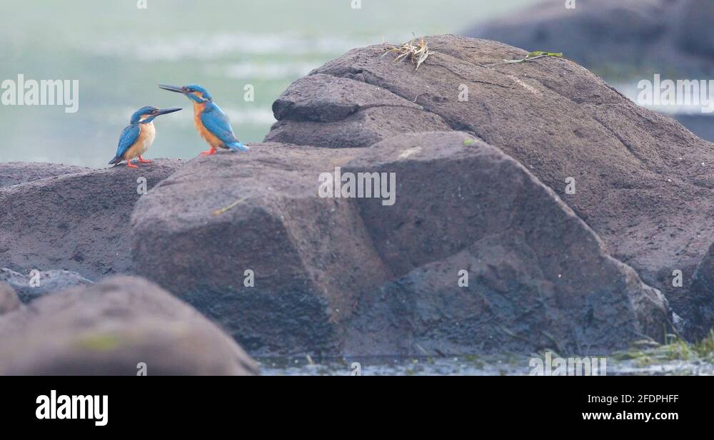 Kingfisher with two fish Stock Videos & Footage - HD and 4K Video Clips ...