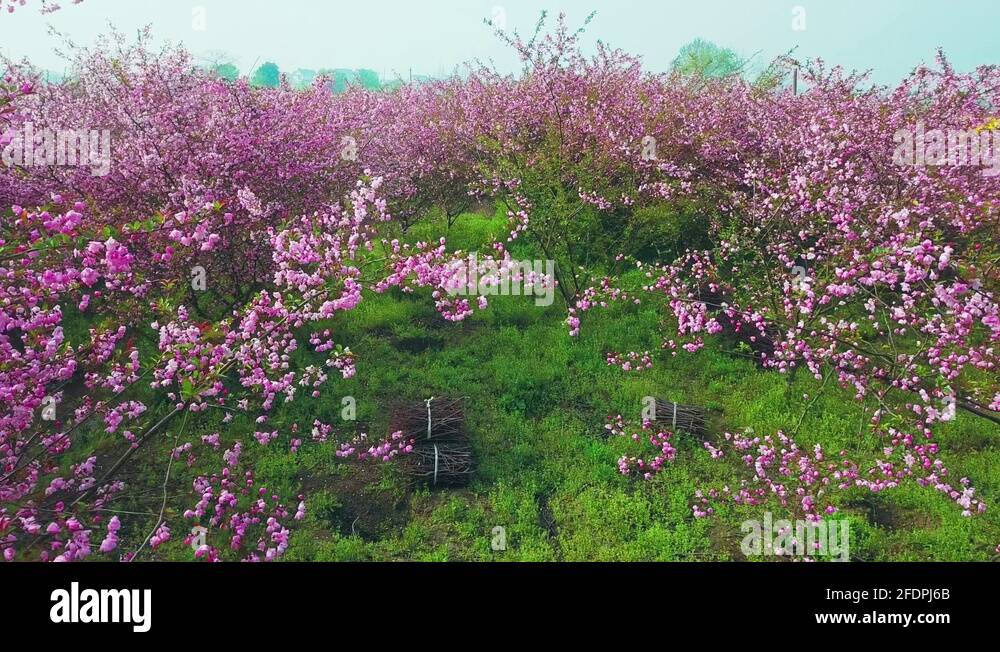 Beautiful fruit trees Stock Videos & Footage - HD and 4K Video Clips ...