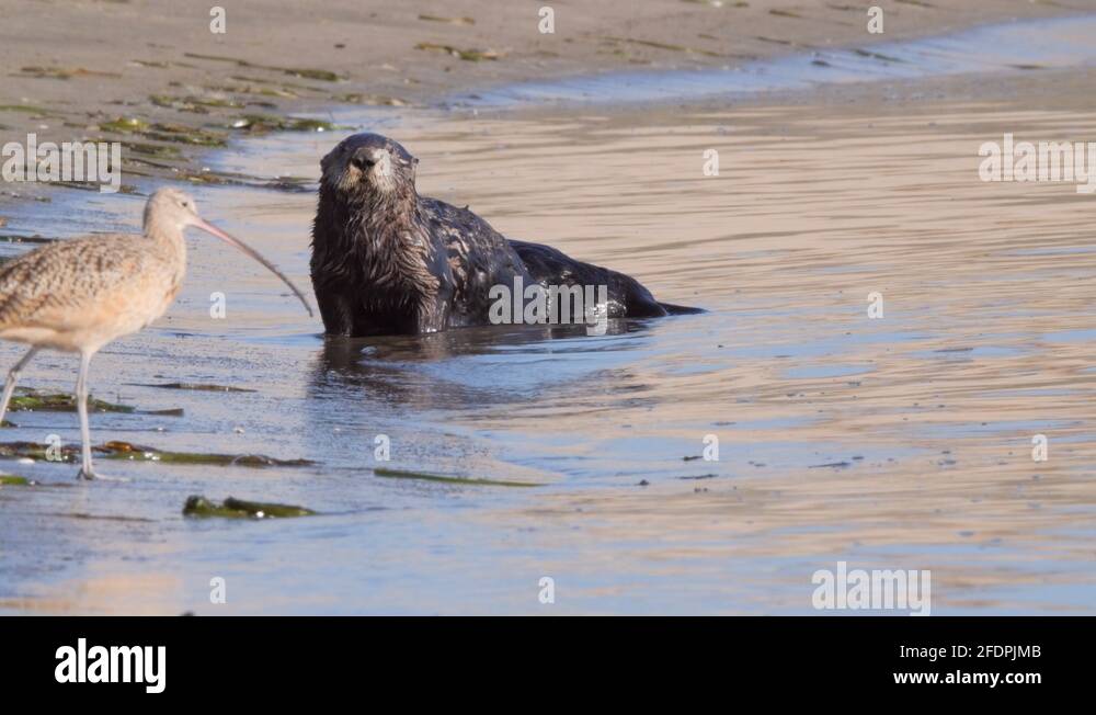 Long billed curlew on beach Stock Videos & Footage - HD and 4K Video ...
