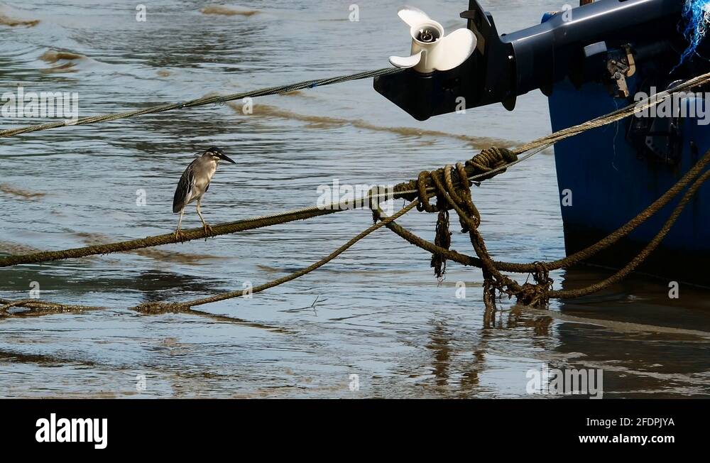 Rope in water animal wildlife Stock Videos & Footage - HD and 4K Video ...