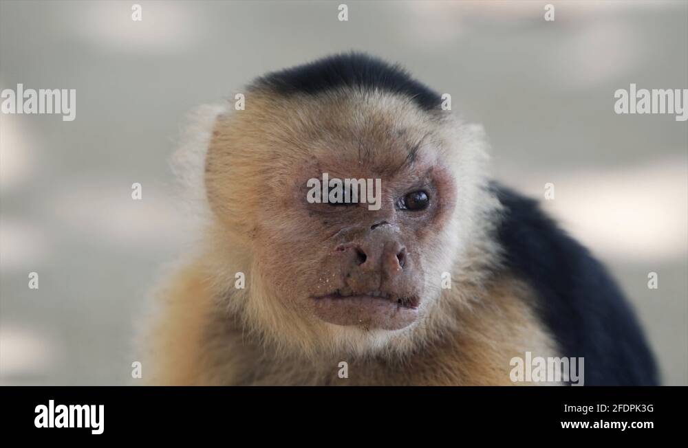 White-faced Capuchin Monkey Sitting On The Ground And Looks Around In ...