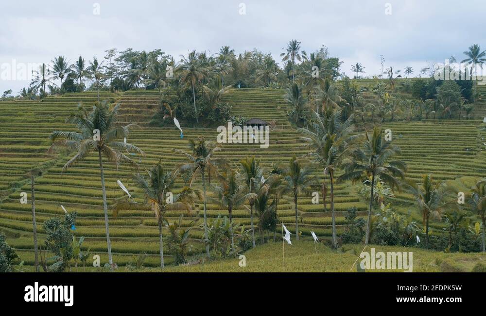 Rice field wallpaper Stock Videos & Footage - HD and 4K Video Clips - Alamy