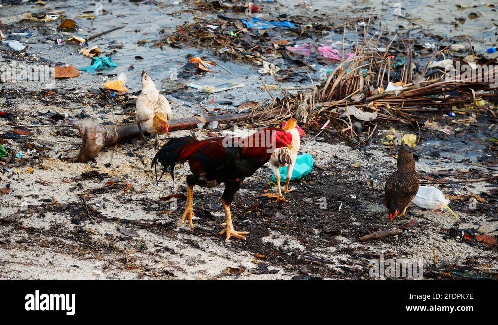 Spilled garbage Stock Videos & Footage - HD and 4K Video Clips - Alamy