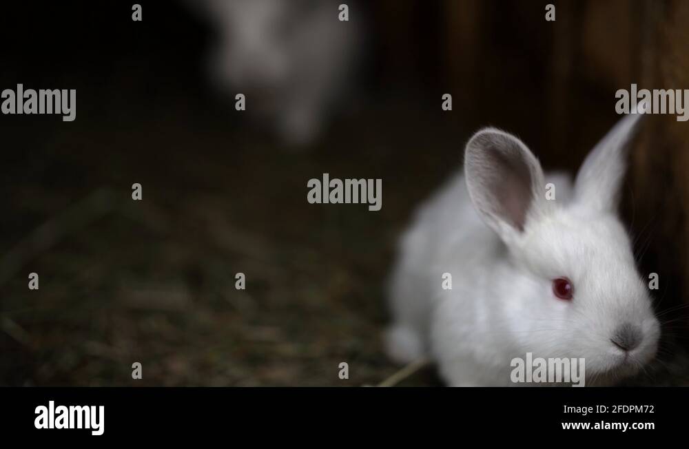 Rabbit eyes close up Stock Videos & Footage - HD and 4K Video Clips - Alamy