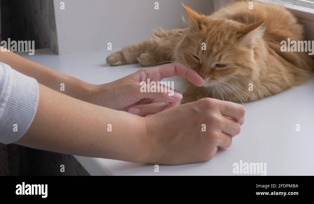 Woman shows scratches made by cute ginger cat. Fluffy pet lying on ...