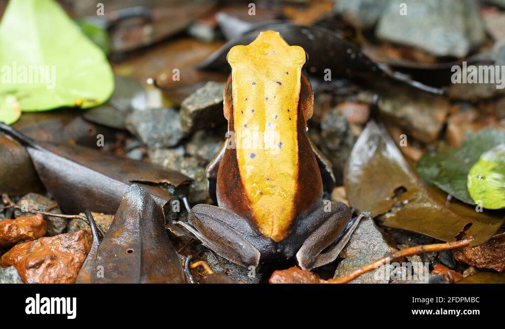 Bicolored frog from the Western Ghats of India in the semi ever green ...