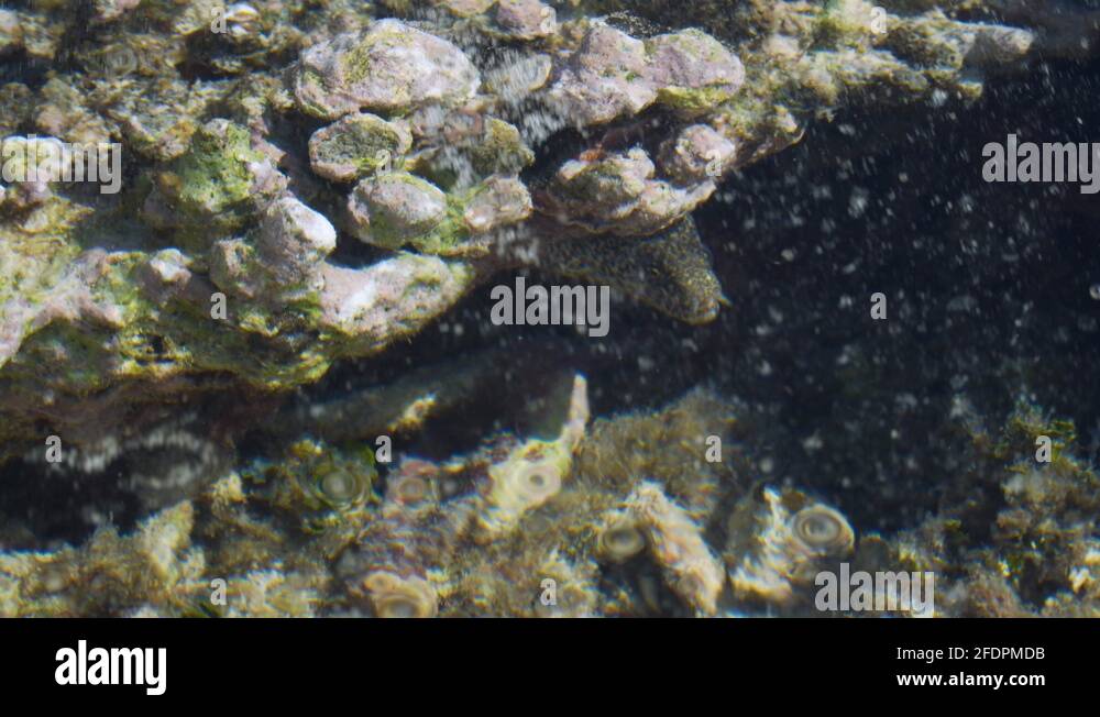 Camouflaged grey moray eel hiding under rocky coral reef during low ...