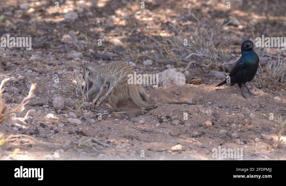 Meerkat eating insects Stock Videos & Footage - HD and 4K Video Clips ...
