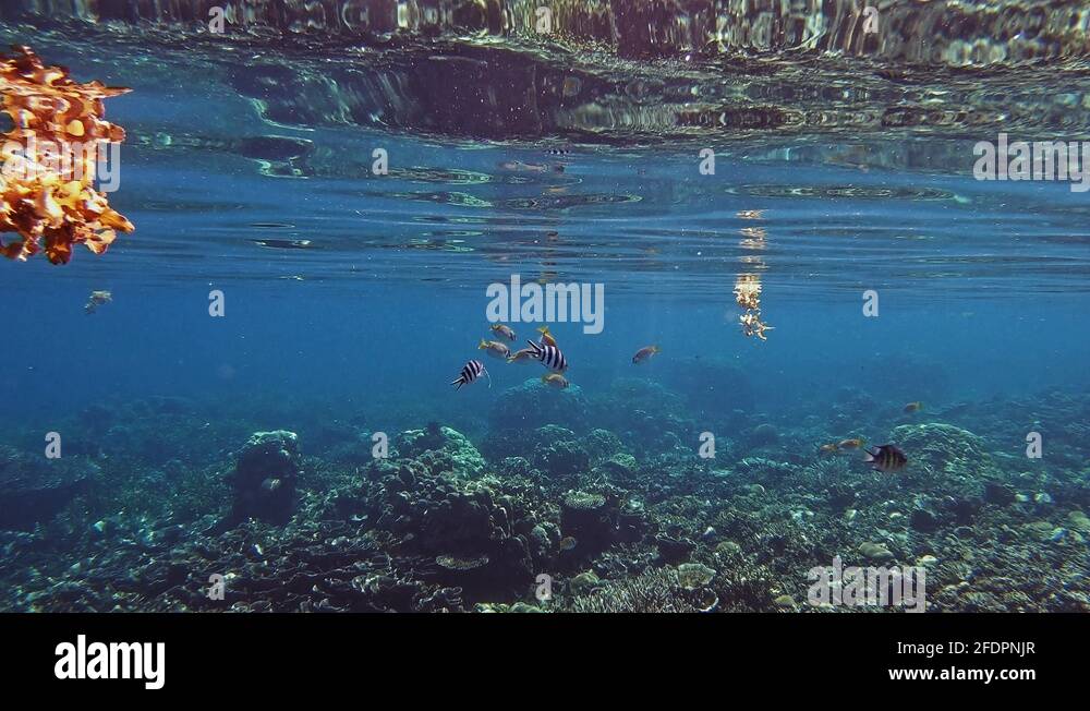 reef, algae and fish below water surface in the Philippines Stock Video ...