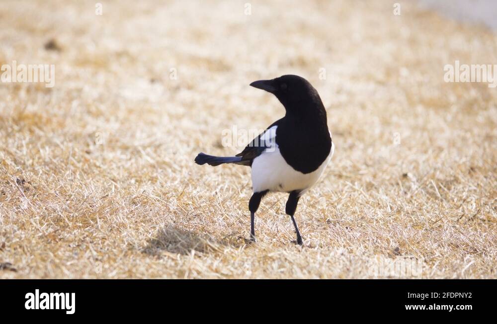 Magpie spring Stock Videos & Footage - HD and 4K Video Clips - Alamy