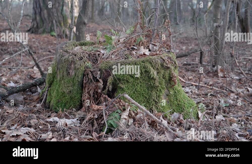 Log in a forest Stock Videos & Footage - HD and 4K Video Clips - Alamy