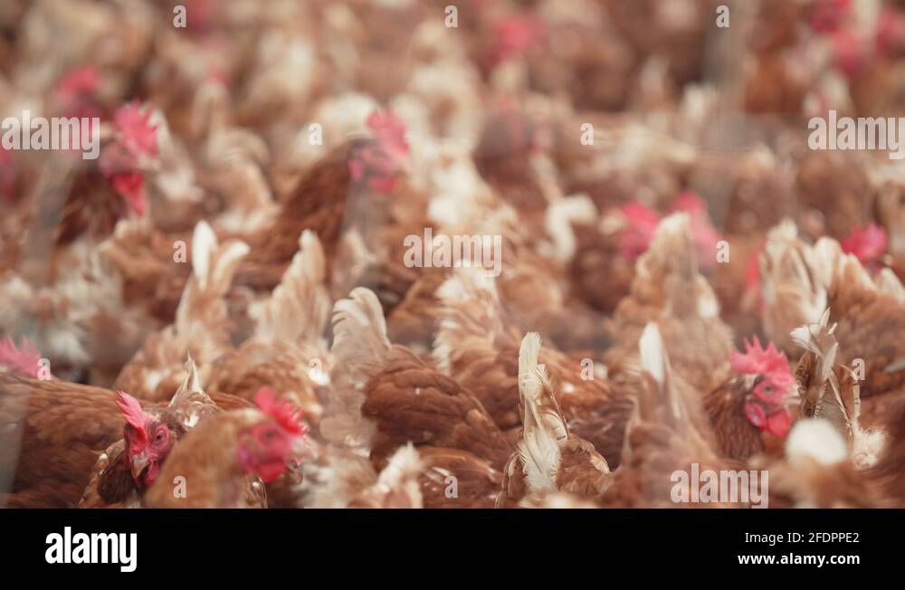 Brown hen poultry Stock Videos & Footage - HD and 4K Video Clips - Alamy