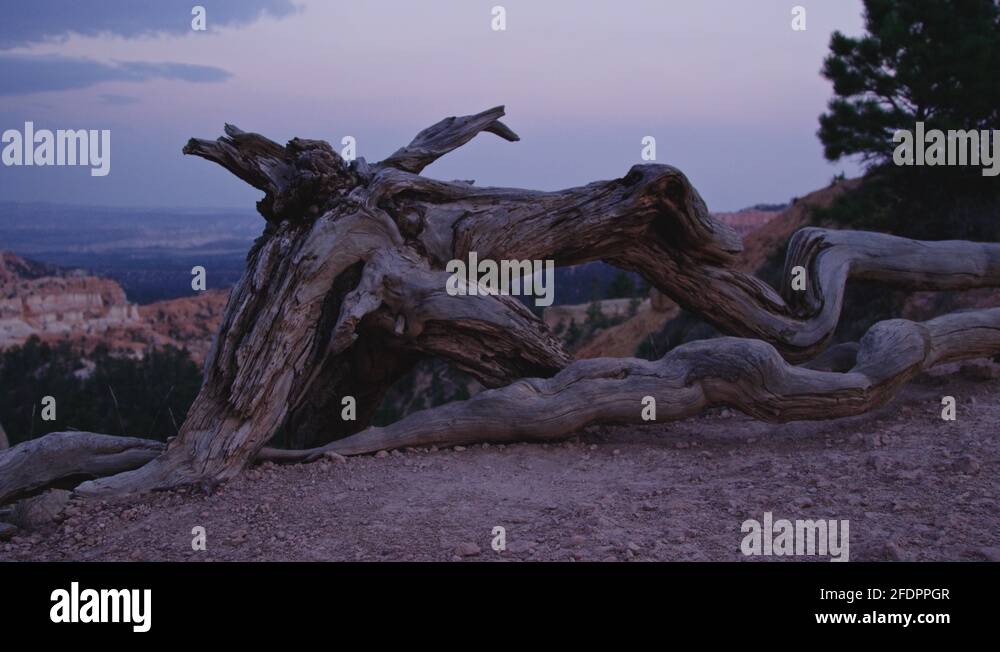 Dead wood tree stump Stock Videos & Footage - HD and 4K Video Clips - Alamy