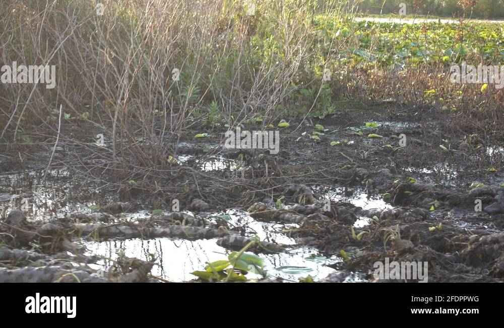 Alligator in mud Stock Videos & Footage - HD and 4K Video Clips - Alamy