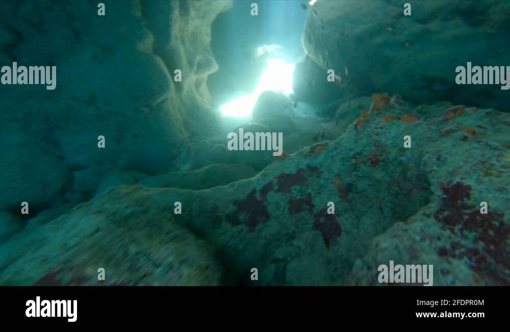 Fish swimming amidst rocks underwater, marine animals moving undersea ...