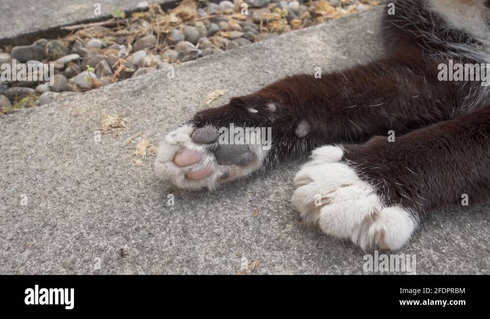 Short paws Stock Videos & Footage - HD and 4K Video Clips - Alamy