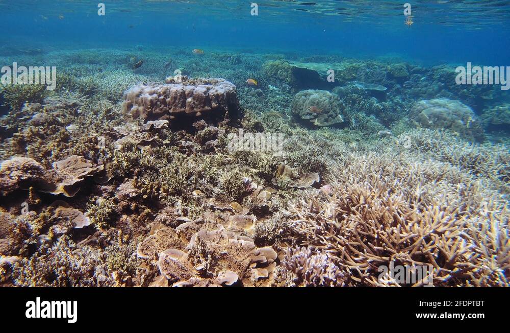 shallow reef below water surface in the philippines Stock Video Footage ...