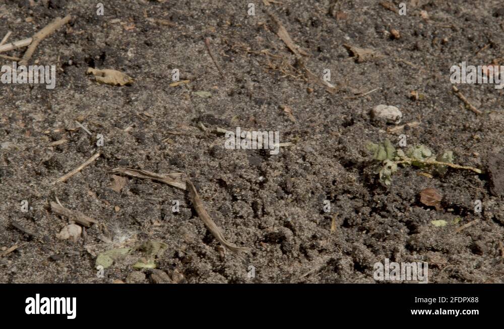 Shell lying Stock Videos & Footage - HD and 4K Video Clips - Alamy