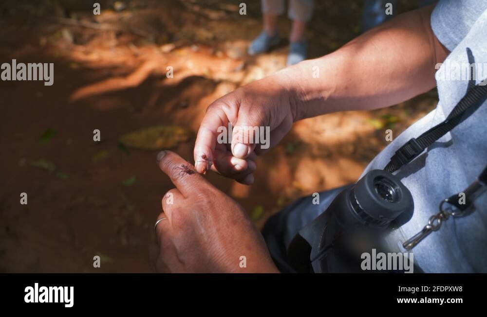 Ants on hand Stock Videos & Footage - HD and 4K Video Clips - Alamy