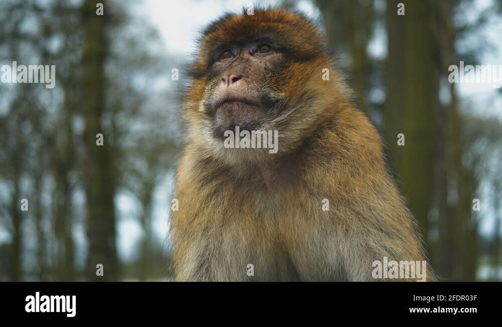 Ape eyes Stock Videos & Footage - HD and 4K Video Clips - Alamy