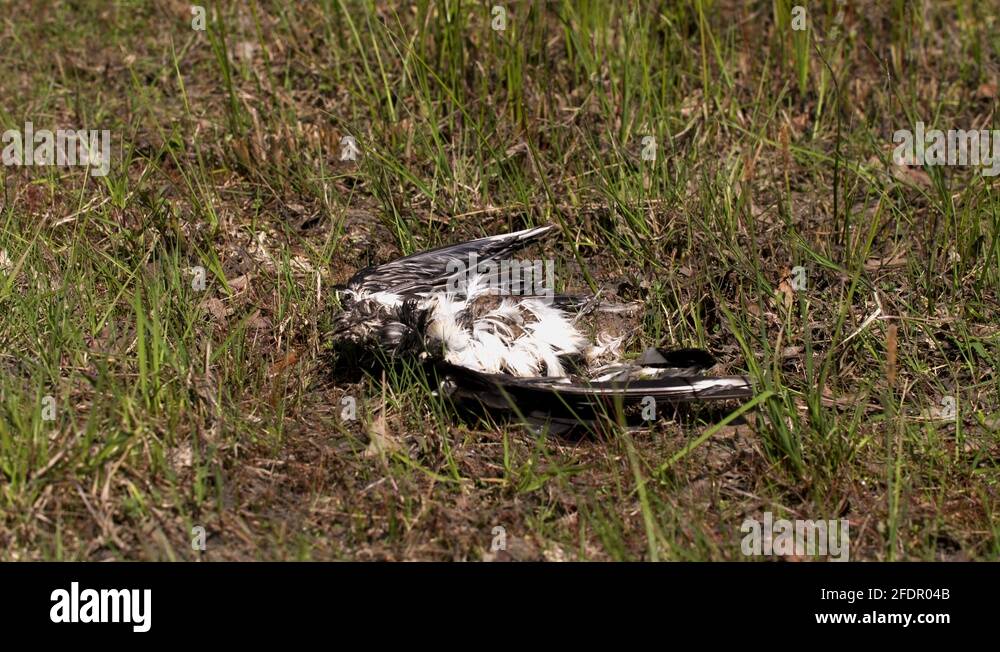 Bird killed by pollution Stock Videos & Footage - HD and 4K Video Clips ...