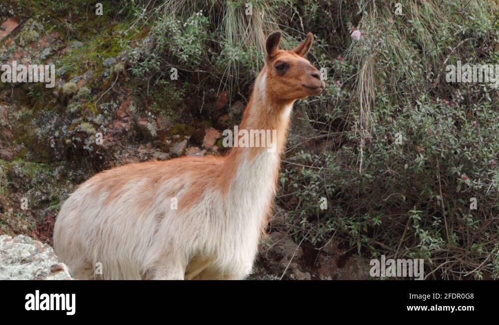Mountain mammal Stock Videos & Footage - HD and 4K Video Clips - Alamy