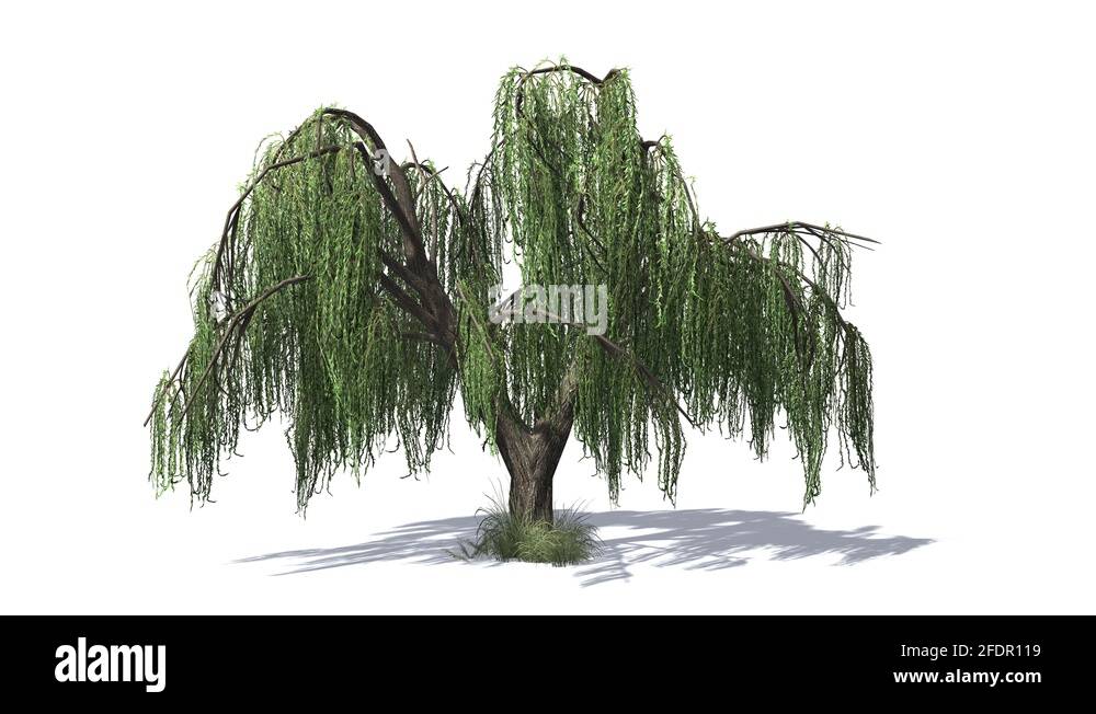 Animated weeping willow Stock Videos & Footage - HD and 4K Video Clips ...