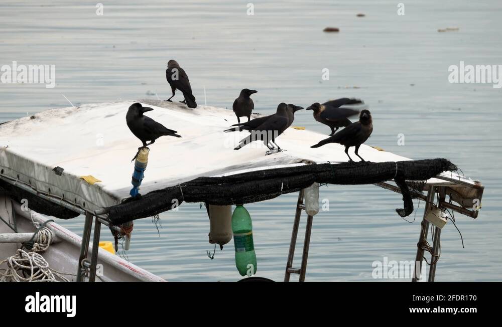Sea crows Stock Videos & Footage - HD and 4K Video Clips - Alamy