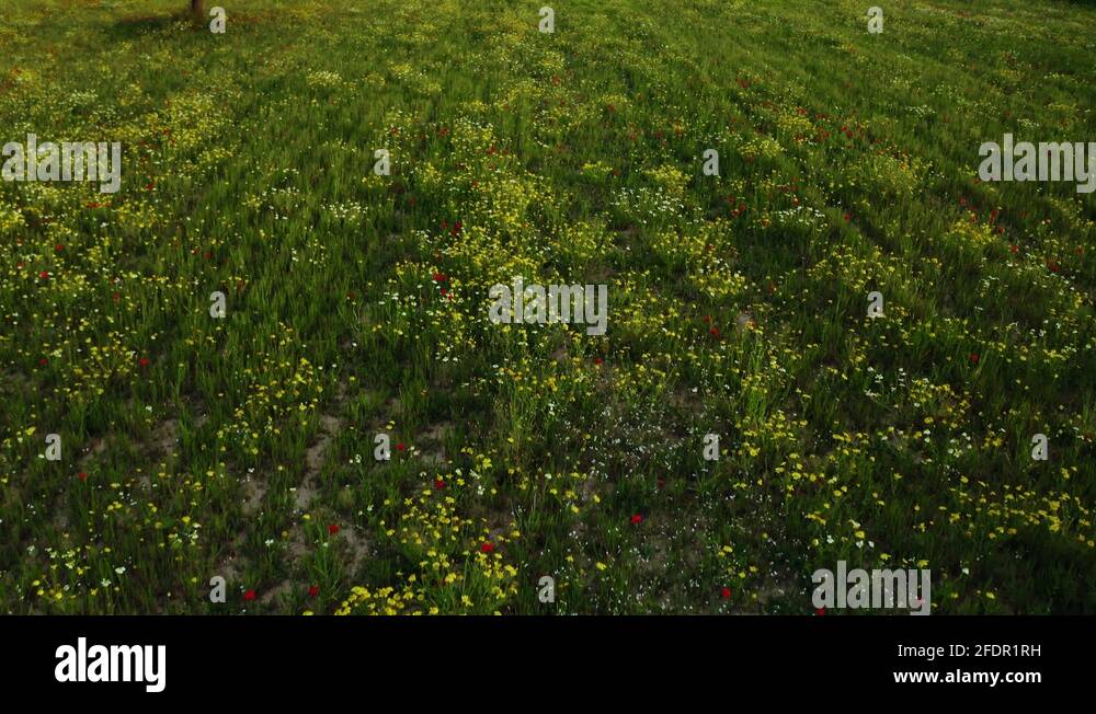 Flower field colors Stock Videos & Footage - HD and 4K Video Clips - Alamy