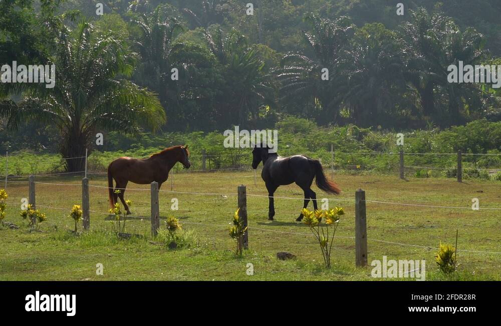 Two horses in the paddock on the lawn meet each other Stock Video ...
