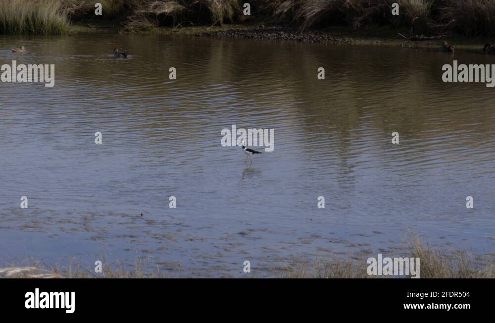 Waikanae estuary new zealand Stock Videos & Footage - HD and 4K Video ...