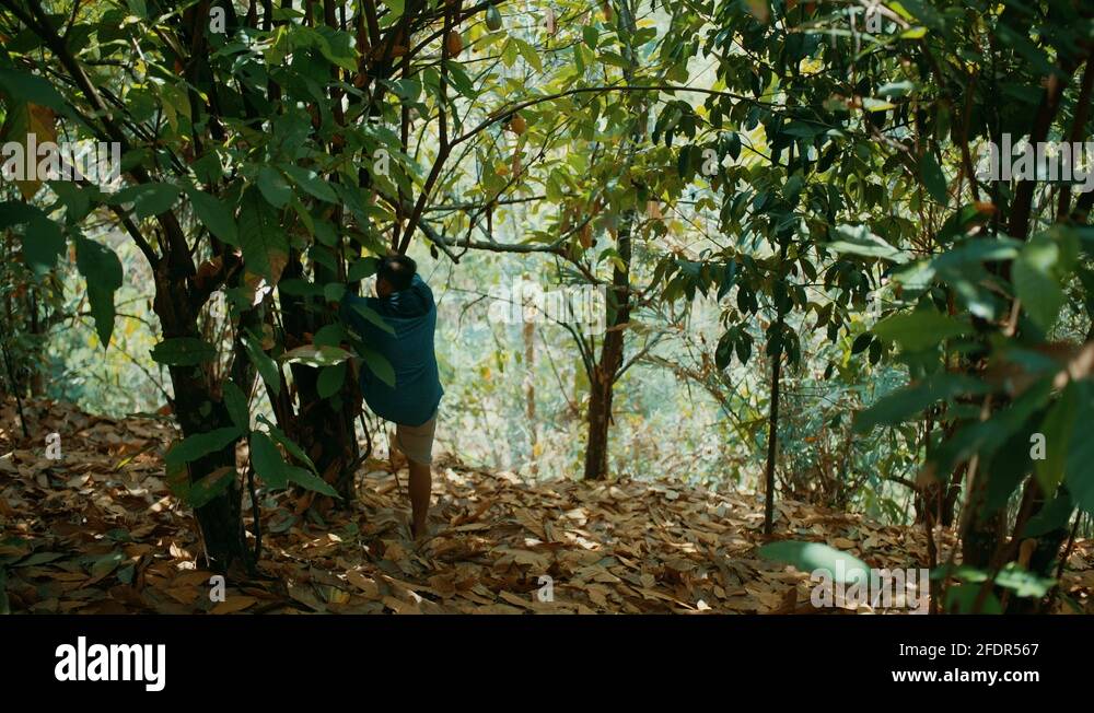 The mango mango Stock Videos & Footage - HD and 4K Video Clips - Alamy