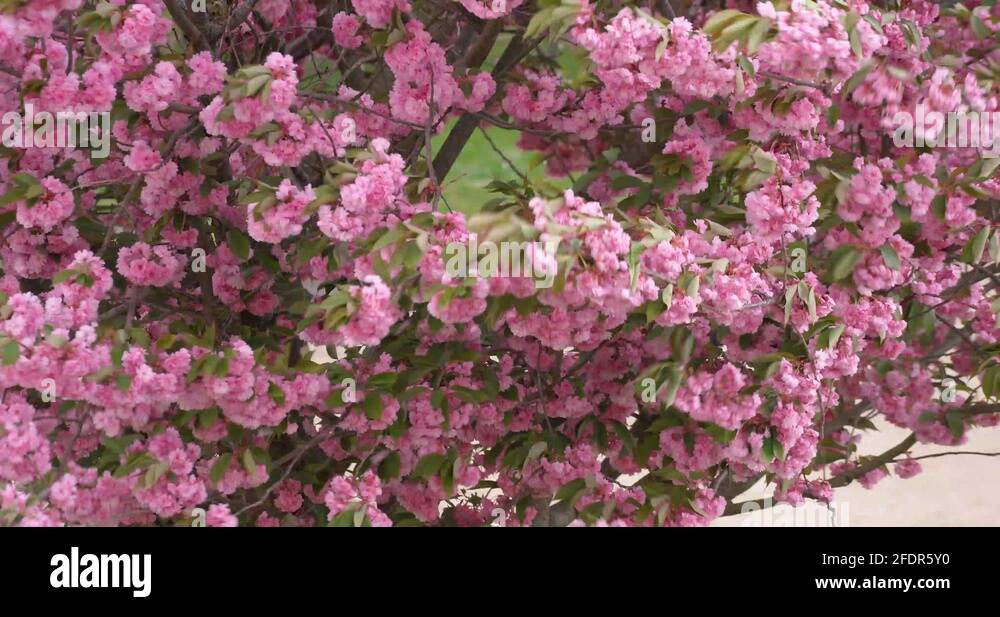 Pink cherry blossom petals falling from a tree, colorful rain Stock ...