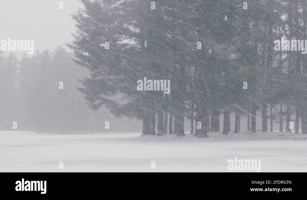 Cluster of tall trees Stock Videos & Footage - HD and 4K Video Clips ...