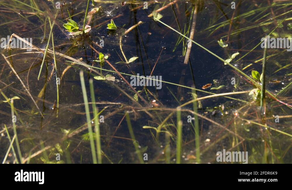 tadpoles feed on algae in a pool. Close up shot of tadpoles Stock Video ...