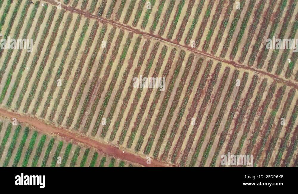 Field crop pattern Stock Videos & Footage - HD and 4K Video Clips - Alamy