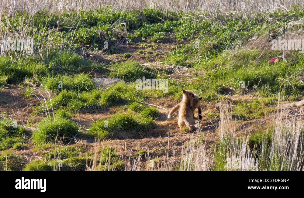 Baby kit foxes play and wrestle outside their den as the mother fox ...