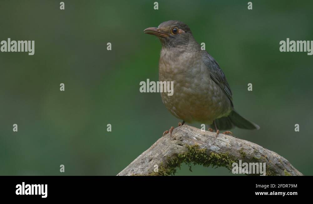 Species of true thrush Stock Videos & Footage - HD and 4K Video Clips ...
