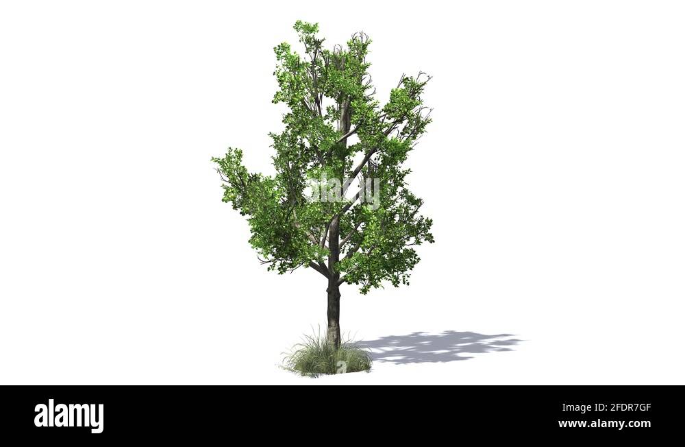 Animated red maple Stock Videos & Footage - HD and 4K Video Clips - Alamy