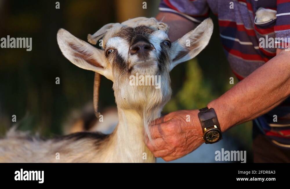 Goat beard man Stock Videos & Footage - HD and 4K Video Clips - Alamy