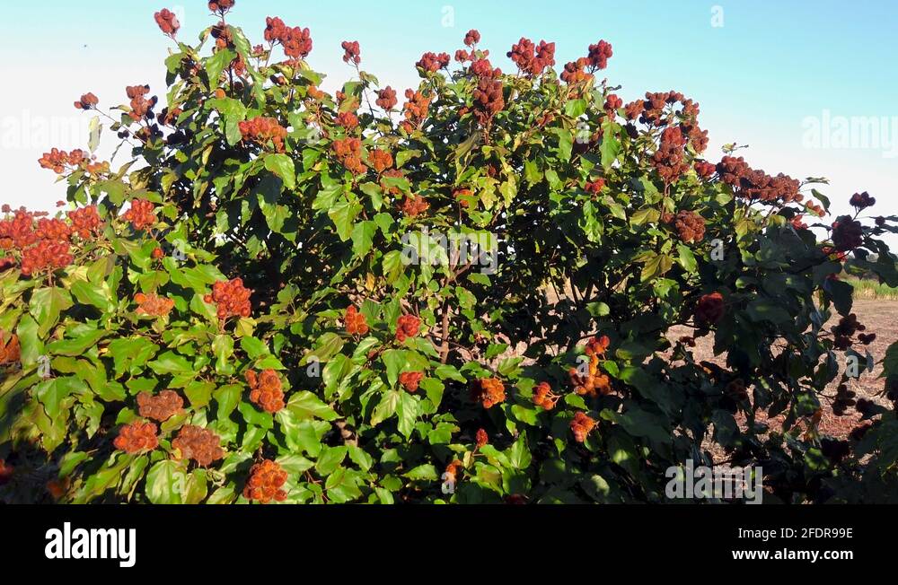 achiote tree (Bixa orellana) native to tropical regions, the annatto ...
