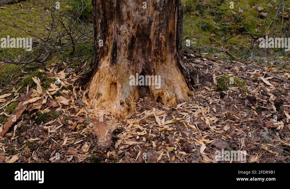 Tree rodents Stock Videos & Footage - HD and 4K Video Clips - Alamy