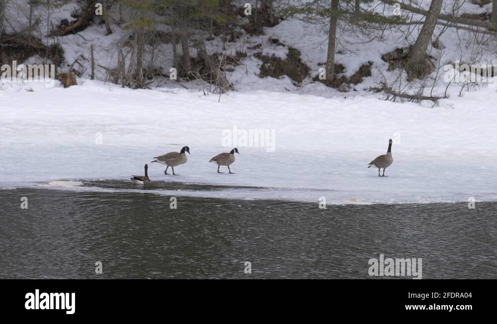 Canadian winter geese Stock Videos & Footage - HD and 4K Video Clips ...