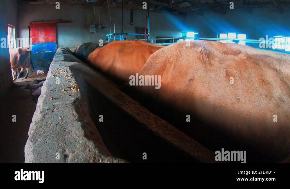 Traditional African farm barn with cattle cows eating hay / fodder on ...