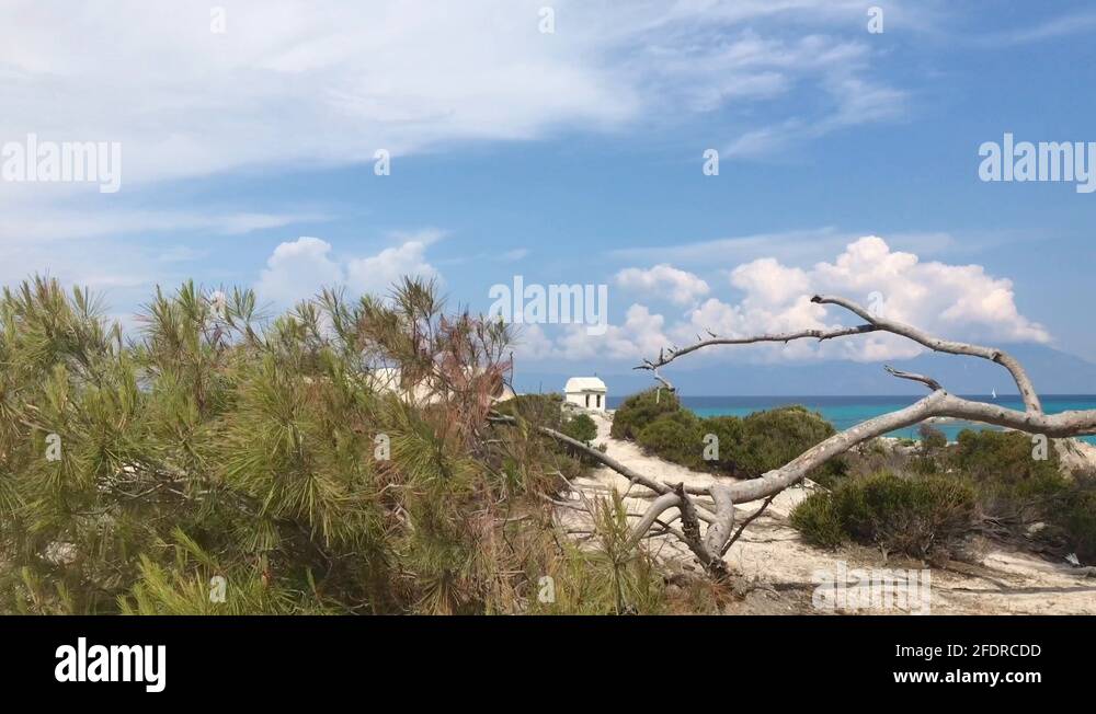 Greek pine tree Stock Videos & Footage - HD and 4K Video Clips - Alamy