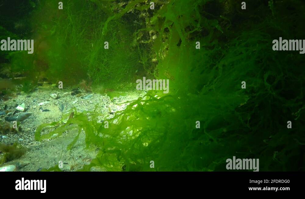 Algae enteromorpha Stock Videos & Footage - HD and 4K Video Clips - Alamy