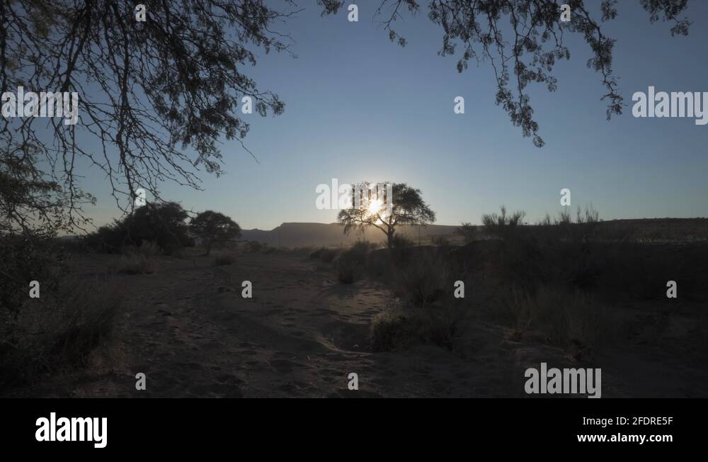 Desert fog plant plants Stock Videos & Footage - HD and 4K Video Clips ...
